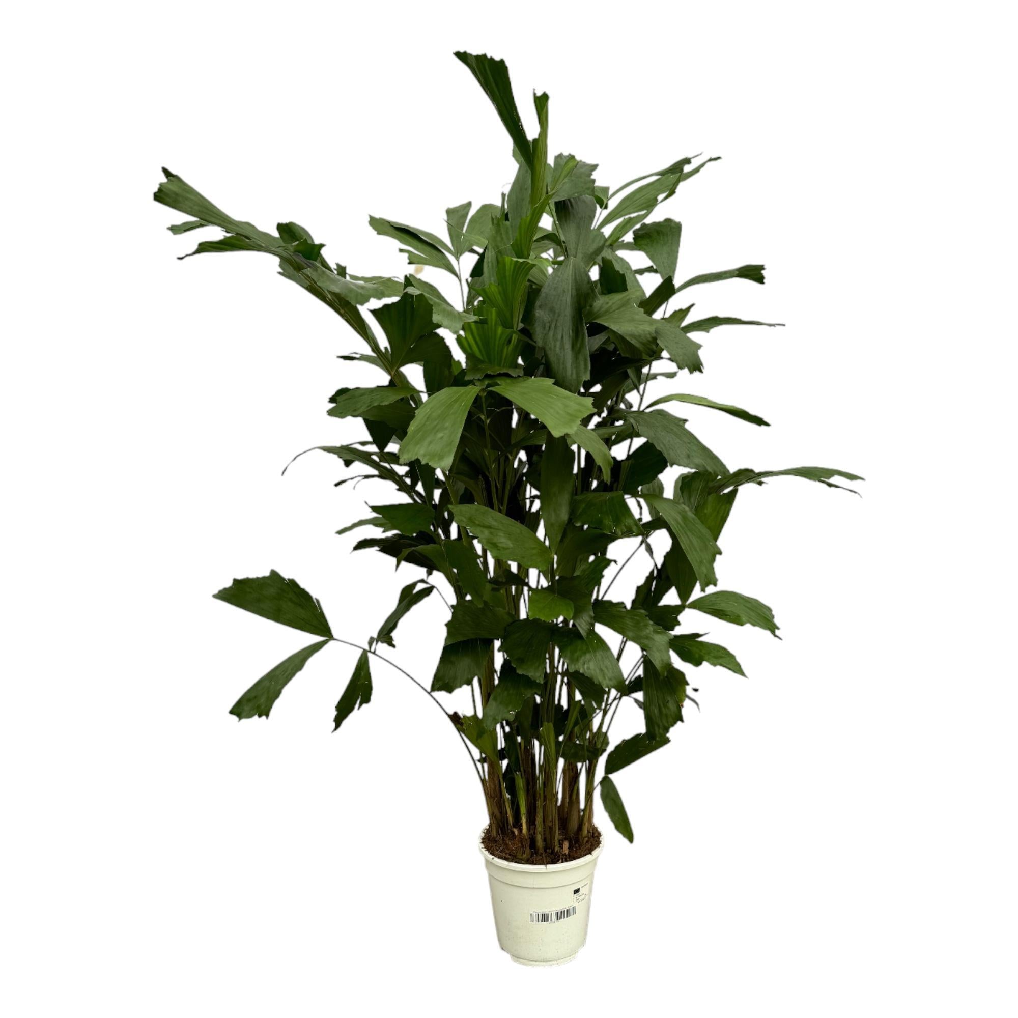 Exotische Zimmerpflanzen Kaufen
